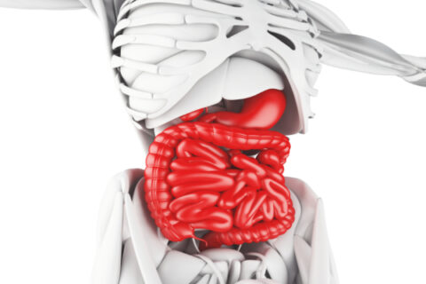 What is Gut Health? How Do Probiotics Help With Gut Health? - The ...