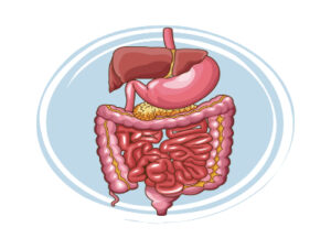 What is Gut Health? How Do Probiotics Help With Gut Health? - The ...